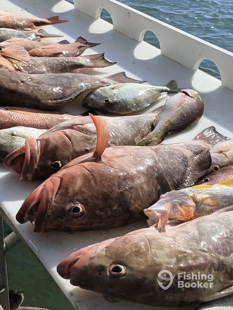 Grouper Gettin’ - Englewood Fishing Report - FishingBooker