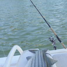 Captain Daniel Rand, Marblehead, United States - FishingBooker